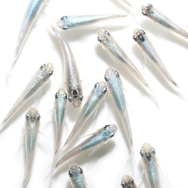 _aqua　ｎkstMiyuki_bnr　Ｏｒｙｚｉａｓ　ｌａｔｉｐｅｓ　ｖａｒ．　ビオトープにおすすめの生体　biotope　cool　熱帯魚　エビ他　日本産メダカ　幹之　ミユキ　メダカ　medaka幹之　nittan_medaka_mi...