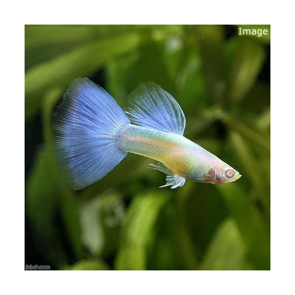 PF_SPQ　リアルレッドアイアルビノ　熱帯魚・エビ他　グッピー　ＲＲＥＡ系　ＲＲＥＡシンガーブルータキシード・グッピー　国産ブリード　１ペア　kokusan_guppy　fish_database　20171010　TY　kaijyo　f...