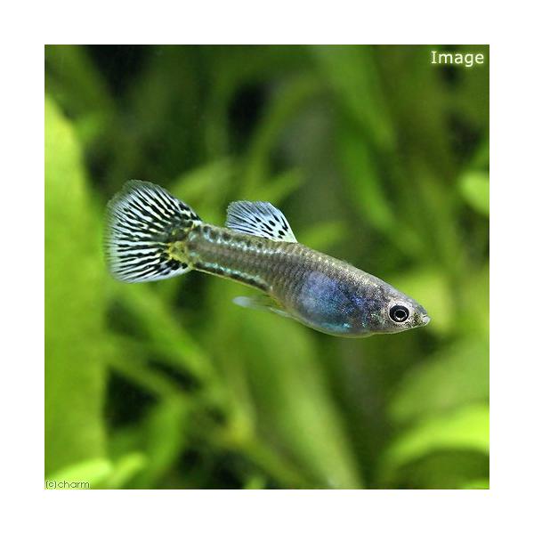 PF_SPQ　熱帯魚・エビ他　グッピー　系統で選ぶ　ノーマル系　メタルアイボリーレースコブラ・グッピー　国産ブリード　１ペア　kokusan_guppy　fish_database　20171010　TY　kaijyo　top_fish01...