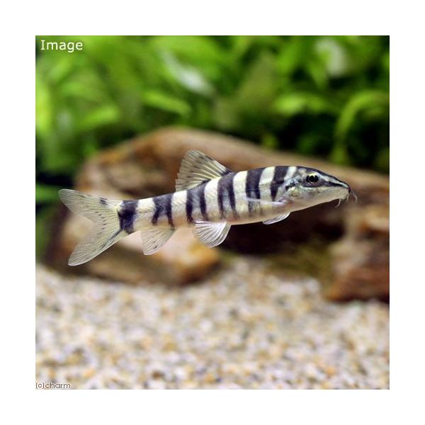 PF_SPQ　熱帯魚・エビ他　ローチの仲間　ドジョウ系　ドワーフ・ボーシャ　コイ（ラスボラ等）　１匹　ビギナーにオススメ　ローチ・ボーシャ　Ｓｉｎｉｂｏｔｉａ　ｒｏｂｕｓｔａ　Ｂｏｔｉａ　20171126　ＹＹ　ボーシャロブスタ　ボティア　...