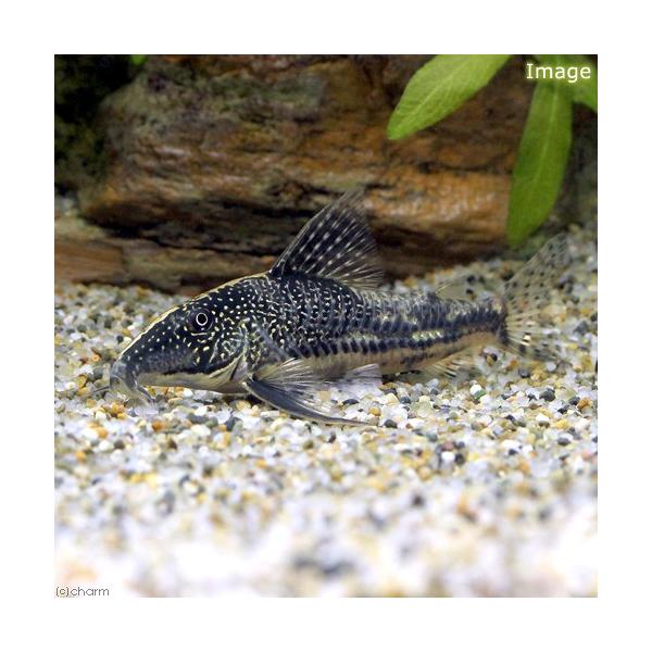 _aqua　sfset　熱帯魚・エビ他　コリドラス　その他　コリドラス・バルバータス　ワイルド　１ペア　Ｃｏｒｙｄｏｒａｓ　Ｓｃｌｅｒｏｍｙｓｔａｘ　ｂａｒｂａｔｕｓ　ロングノーズ　ロングノーズ系　スクレロミスタックスバルバートゥス　淡水生...