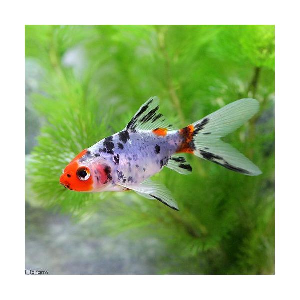 _aqua　熱帯魚・エビ他　金魚　和金　生体　金魚すくい用　国産朱文金　赤系金魚　nittan_kingyo_wakin　nittan_shubunkin　kin_kng1402　kaijyo　hansyoku0404　catalog_朱文...