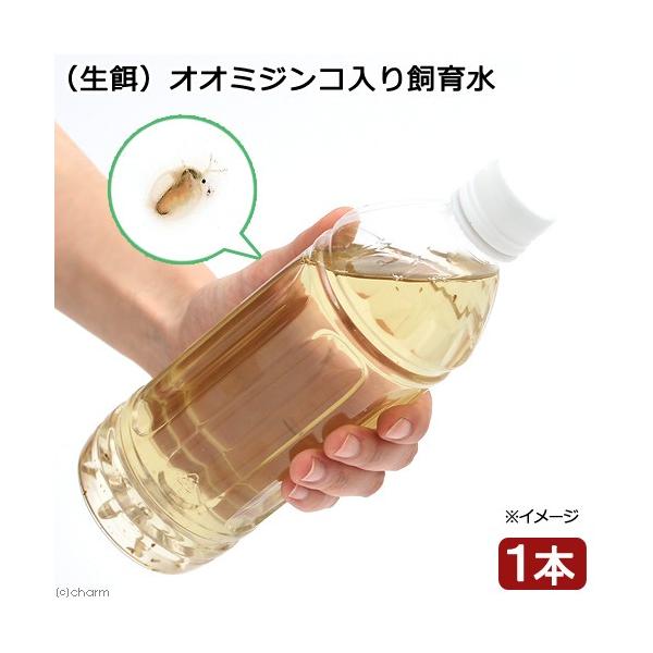 PF_SPQ　_hachu　_aqua　fish_databas　生き餌　生体　_kame　fry_bait　熱帯魚・エビ他　新仔　自由研究　ダフニアミジンコ　ダフニアマグナ　Ｄａｐｈｎａ　ｍａｇｎａ　大ミジンコ　おおみじんこ　ミジンコ　単...