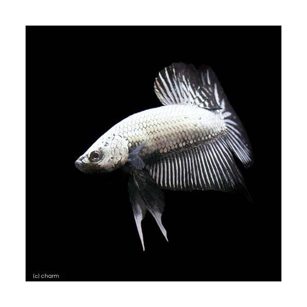 sfset　_aqua　fish_database　熱帯魚・エビ他　ベタ・グラミー・アナバス　改良ベタ　プラガット　ベタ・プラガット　ブラックドラゴン　オス　１匹　ベタ・グラミー　ベタ　カッパーブラック　ブラックカッパー　20171229　...