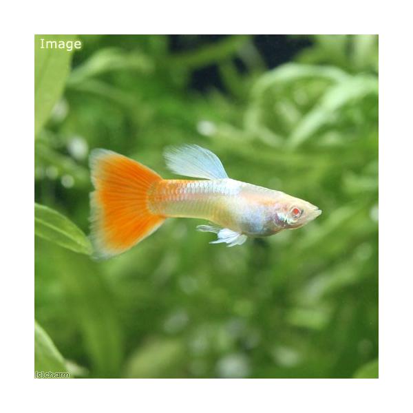 PF_SPQ　リアルレッドアイアルビノ　熱帯魚・エビ他　グッピー　系統で選ぶ　ＲＲＥＡ系　ＲＲＥＡ・シンガーブルーレッドテールタキシード・グッピー　国産ブリード　１ペア　kokusan_guppy　20180205　ＹＹ　fish_data...