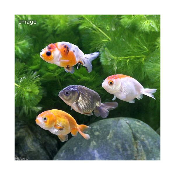 熱帯魚・エビ他　金魚　ランチュウ　生体　catalog_ランチュウ　中国産　丸手　淡水生体　外国産　よりなし　ミックス　オタマ　無選別　江戸錦　更紗　素赤　黒らんちゅう　五色らんちゅう　桜らんちゅう　kaijyo　タイ産　2022　DN