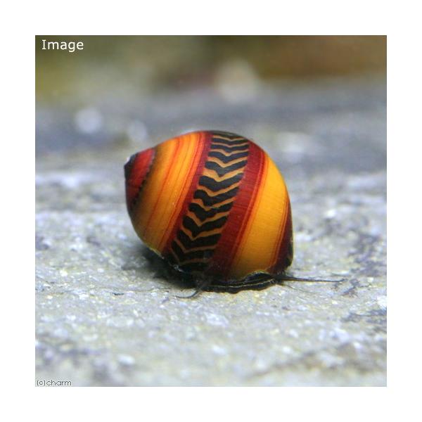 _aqua　sfset　熱帯魚・エビ他　貝　石巻・サザエ・フネアマ　ゴシキカノコガイ　ゴシキカノコ貝　レーサースネール　10匹　Vittna　Neritina　communis　waigiensis　五色鹿子貝　五色鹿の子貝　fs13cd_...