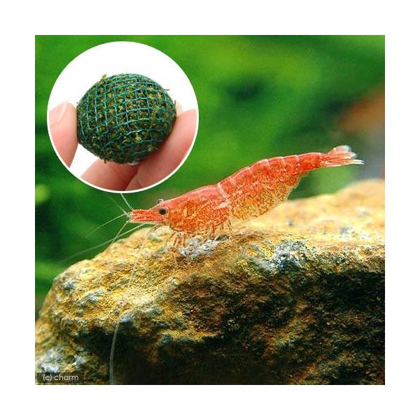 _aqua　熱帯魚・エビ他　ヌマエビ系　チェリーレッドシュリンプ　red_cherry　１２匹　ビギナーにオススメ　レッドチェリーシュリンプ　ビーシュリンプ・エビ　淡水生体　チェリーレッドファイアー　エビ生体　20180502　SY　kaijyo
