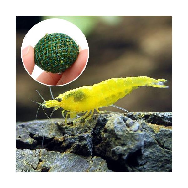 熱帯魚・エビ他　ヌマエビ系　イエローチェリーシュリンプ　イエローファイアーシュリンプ　yellow_cherry　１２匹　ビーシュリンプ・エビ　エビ生体　20180502　SY　kaijyo