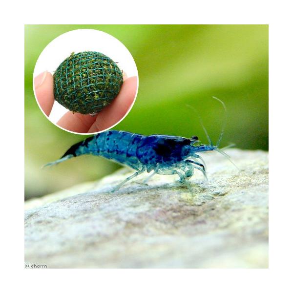 sfset　_aqua　熱帯魚・エビ他　ヌマエビ系　ルリーシュリンプベルベットブルー　velvet_cherry　１匹　藍絲竜蝦　藍絲絨蝦　藍糸龍蝦　ランシーロンシュリンプ　スーパーブルーベルベットシュリンプ　ダークブルーシュリンプ　ブルー...