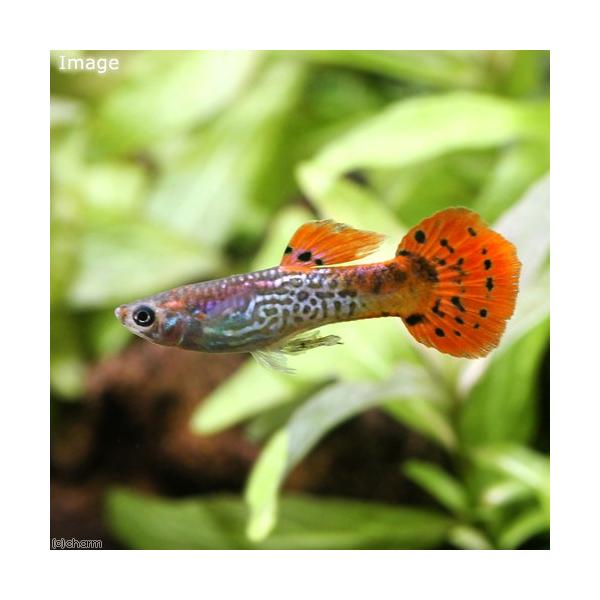PF_SPQ　muryotassei_900_999　_aqua　ノーマル系　熱帯魚・エビ他　グッピー　系統で選ぶ　１匹　オス　ビギナーにオススメ　レッドキングコブラグッピー　赤系　20180504　TY　top_fish0801　fish...