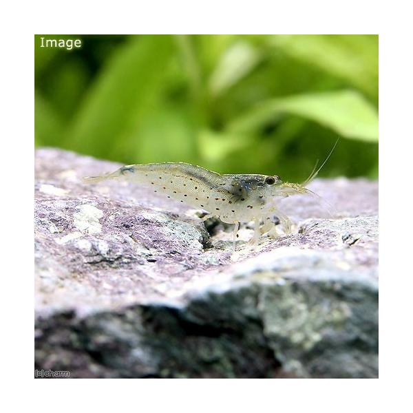 _aqua　熱帯魚・エビ他　ヤマト・ミナミ　ヤマトヌマエビ　１０匹　アマノシュリンプ　トロピカルシュリンプ　台湾ヤマトヌマエビ　タイワンヤマトヌマエビ　定番コケ対策　厳選水草用お勧め商品　食べさせる　seitaitop8　Ｃａｒｉｄｉｎａ　...