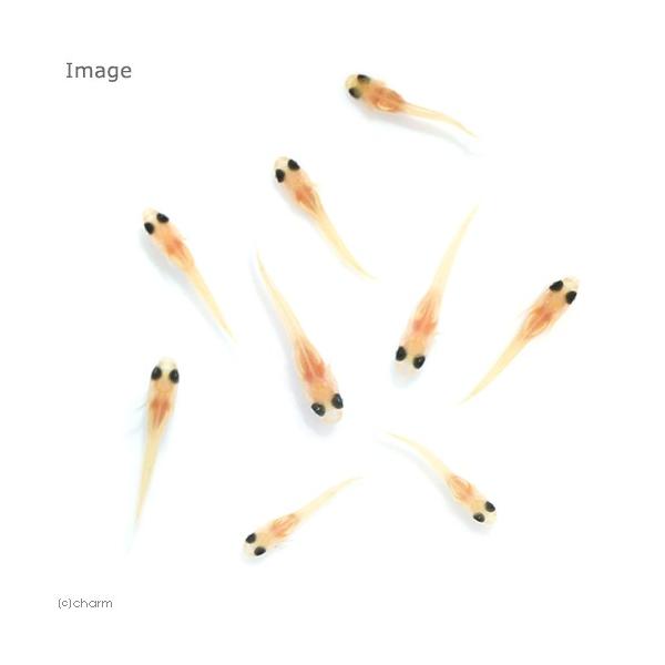 金魚　メダカ　_aqua　ｎkstMiyuki_bnr　Ｏｒｙｚｉａｓ　ｌａｔｉｐｅｓ　ｖａｒ．　ビオトープにおすすめの生体　biotope　cool　熱帯魚　エビ他　日本産メダカ　改良品種　nittan_medaka_panda　nitt...