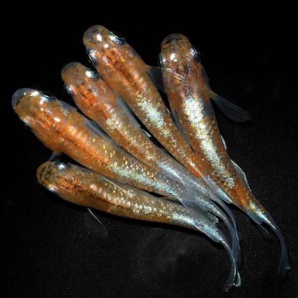 sfset　_aqua　nittan_medaka_youkihi　Ｏｒｙｚｉａｓ　ｌａｔｉｐｅｓ　ｖａｒ．　ビオトープにおすすめの生体　熱帯魚　エビ他　日本産メダカ　改良品種　三色メダカ　さんしょくめだか　幹之メダカ　あずき　こまめ　小豆...