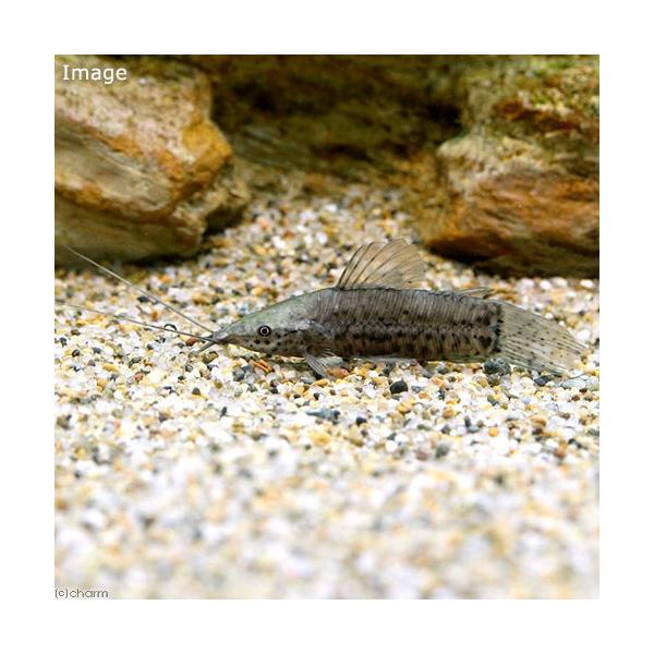 PF_SPQ　熱帯魚・エビ他　コリドラス　その他　ペルビアンドワーフホプロ　１匹　ナマズの仲間　ヨロイナマズ　Ｌｅｐｔｈｏｐｌｏｓｔｅｒｎｕｍ　Ｈｏｐｌｏｓｔｅｒｎｕｍ　ａｌｔａｍａｚｏｎｉｃｕｍ　20181108　TY　fish_data...