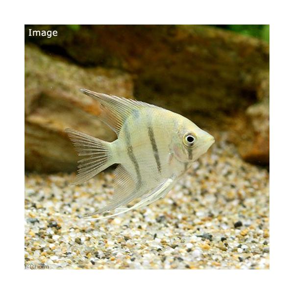 PF_SPQ　sfset　_aqua　熱帯魚・エビ他　エンゼル・ディスカス　エンゼルフィッシュ　ドゥメリリ・エンゼル　ワイルド　１匹　Ｐｔｅｒｏｐｈｙｌｌｕｍ　ｄｕｍｅｒｉｌｉｉ　ｌｅｏｐｏｌｄｉ　デュメリリエンゼル　デュメリリィエンゼル　...