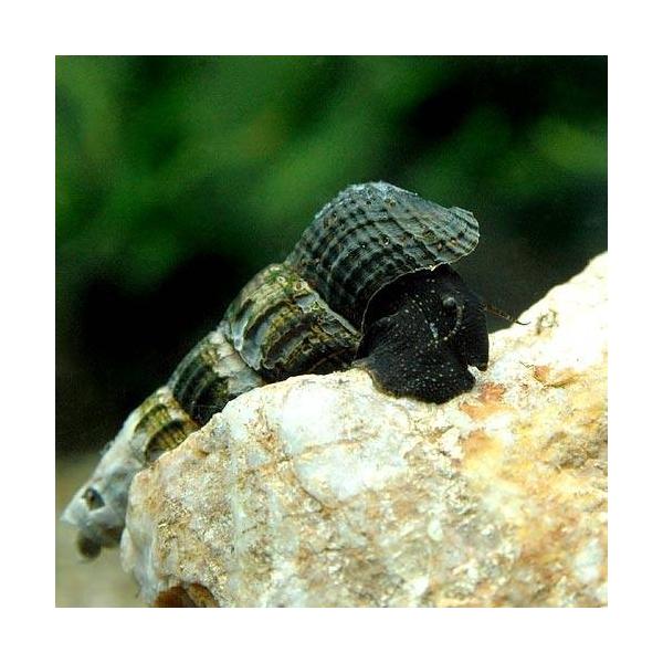 _aqua　熱帯魚・エビ他　貝　種類で選ぶ　タニシ・カワニナ　スターダストスネール　１匹　スラウェシシュリンプ　Ｔｙｌｏｍｅｌａｎｉａ　ｐａｔｒｉａｒｃｈａｌｉｓ　MS0106　kaijyo　ngwordCHK_OK　20181119　RN...