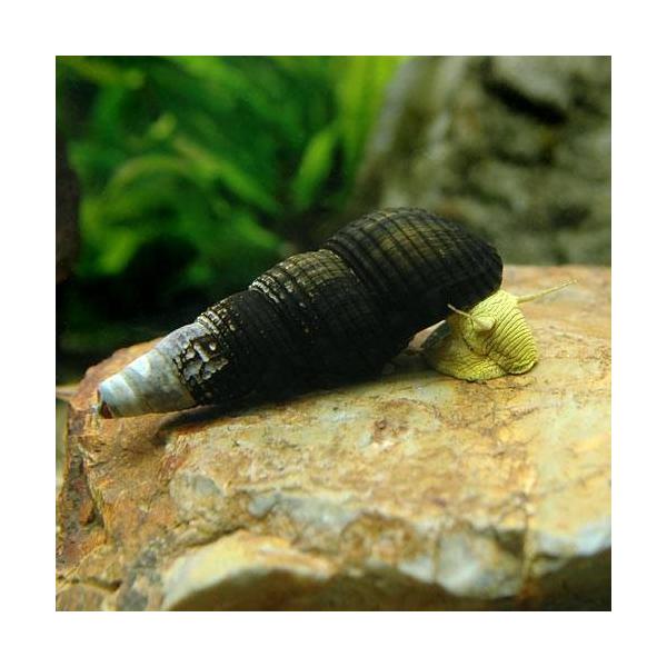 _aqua　熱帯魚・エビ他　貝　種類で選ぶ　タニシ・カワニナ　イエロースネール　３匹　スラウェシシュリンプ　Ｔｙｌｏｍｅｌａｎｉａ　ｓｐ．　イエローラビットスネール　MS0106　ngwordCHK_OK　mrs1905_1pd_shrim...