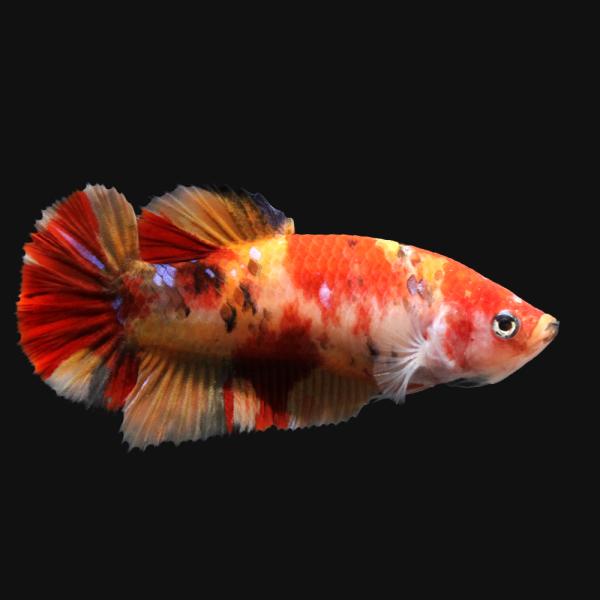 PF_SPQ　熱帯魚・エビ他　ベタ・グラミー・アナバス　改良ベタ　ベタ・プラガット　鯉ベタ　１匹　Ｂｅｔｔａ　ｓｐｌｅｎｄｅｎｓ　ｖａｒ．　ベタ・グラミー　selectショーベタ　select-betta　cichlid_beta　begi...