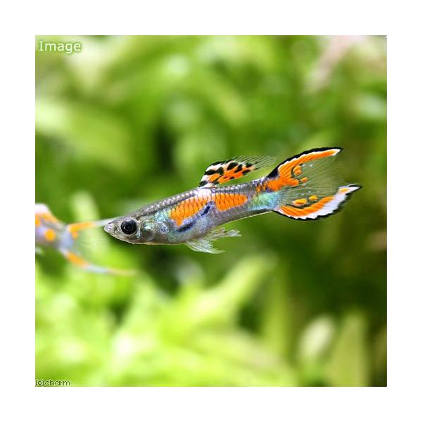 sfset　_aqua　熱帯魚・エビ他　グッピー　ワイルドフォーム系　エンドラーズグッピー　Ｐｏｅｃｉｌｉａ　Ａｃａｎｔｈｏｐｈａｃｅｌｕｓ　ｗｉｎｇｅｉ　ｖａｒ．　ビギナーにオススメ　エンドラーズ・グッピー　メス　外国産　20190118...
