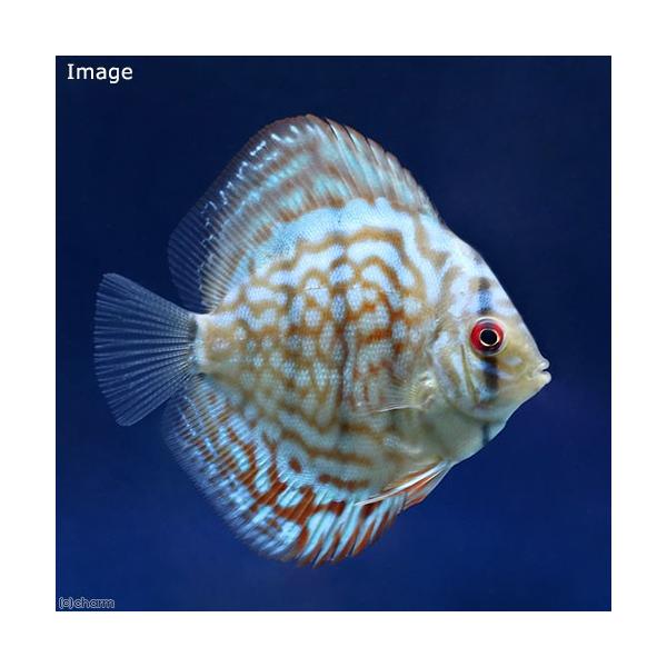 PF_SPQ　_aqua　fish_database　熱帯魚・エビ他　エンゼル・ディスカス　ディスカス　改良品種系　Ｓサイズ　１匹　シムフィソドン　sｙｍｐｈｙsｏｄｏｎ　ａｅｑｕｉｆａsｃｉａｔａ　ブリリアントターコイズ　インドネシアブリ...