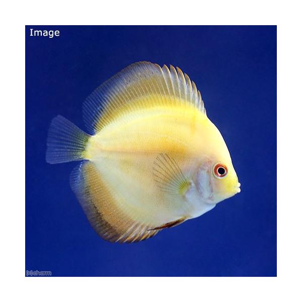 PF_SPQ　_aqua　fish_database　熱帯魚・エビ他　エンゼル・ディスカス　ディスカス　改良品種系　sサイズ　１匹　シムフィソドン　sｙｍｐｈｙsｏｄｏｎ　ａｅｑｕｉｆａsｃｉａｔａ　イエローダイヤモンド　インドネシアブリー...