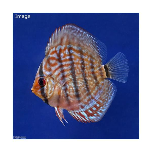 PF_SPQ　_aqua　fish_database　熱帯魚・エビ他　エンゼル・ディスカス　ディスカス　改良品種系　sサイズ　１匹　シムフィソドン　sｙｍｐｈｙsｏｄｏｎ　ａｅｑｕｉｆａsｃｉａｔａ　ジャーマンレッドターコイズ　ジャーマンレ...
