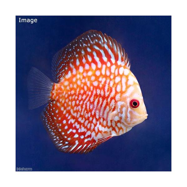 PF_SPQ　_aqua　fish_database　熱帯魚・エビ他　エンゼル・ディスカス　ディスカス　改良品種系　Ｓサイズ　１匹　シムフィソドン　sｙｍｐｈｙsｏｄｏｎ　ａｅｑｕｉｆａsｃｉａｔａ　ポルカドットラフレシア　スターダストポル...