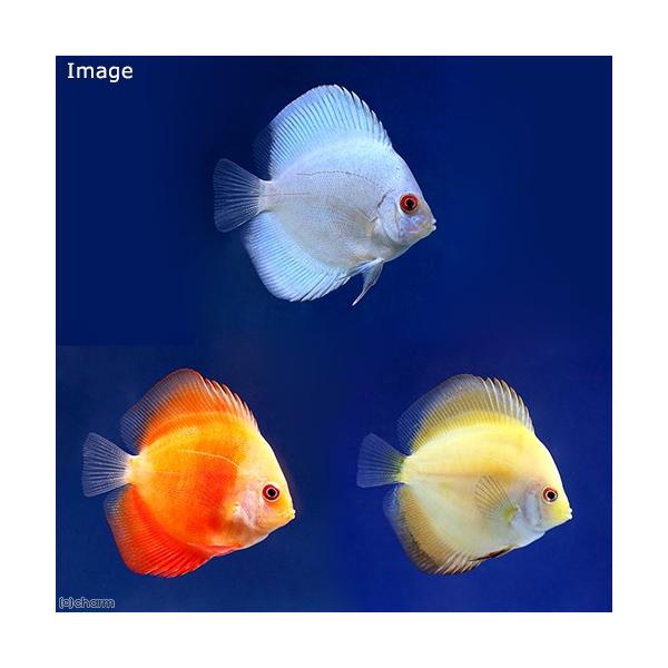 _aqua　熱帯魚・エビ他　エンゼル・ディスカス　ディスカス　改良品種系　Ｓサイズ　１匹　シムフィソドン　ブルーダイヤ　スーパーブルーダイヤ　レッドメロン　イエローダイヤモンド　インドネシアブリード　sｙｍｐｈｙsｏｄｏｎ　ａｅｑｕｉｆａs...