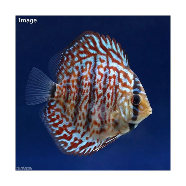 _aqua　熱帯魚・エビ他　エンゼル・ディスカス　ディスカス　改良品種系　sサイズ　３匹　シムフィソドン　sｙｍｐｈｙsｏｄｏｎ　ａｅｑｕｉｆａsｃｉａｔａ　ベトナムレッドターコイズ　ベトナムレッド　インドネシアブリード　ビギナーにオススメ...