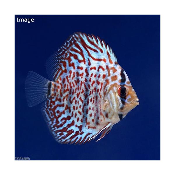 PF_SPQ　熱帯魚・エビ他　エンゼル・ディスカス　ディスカス　改良品種系　sサイズ　１匹　シムフィソドン　sｙｍｐｈｙsｏｄｏｎ　ａｅｑｕｉｆａsｃｉａｔａ　ＷＲ２９　レッドダイヤモンド　レットダイヤモンド　インドネシアブリード　ビギナー...