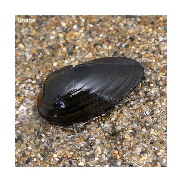 PF_SPQ　_aqua　熱帯魚・エビ他　貝　金魚・メダカ　ビオトープ　水質浄化　アオコ対策　タナゴ　日本産淡水魚　種類で選ぶ　二枚貝　タテボシガイ　立烏帽子　２匹　Ｕｎｉｏ　ｄｏｕｇｌａｓｏａｅ　ｂｉｗａｅ　Ｋｏｂｅｌｔ　MS0106　2...