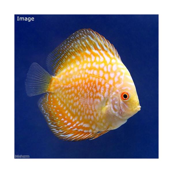 PF_SPQ　_aqua　fish_database　熱帯魚・エビ他　エンゼル・ディスカス　ディスカス　改良品種系　Ｓサイズ　１匹　シムフィソドン　イエローラフレシア　イエローピジョン　ゴールデンサンフラワー　ピジョン　レッドマップス　イエ...