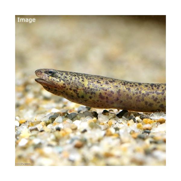 PF_SPQ　熱帯魚・エビ他　その他の熱帯魚　その他の仲間　１匹　シンブランクス　タウナギ　南米タウナギ　Ｓサイズ　Ｓｙｎｂｒａｎｃｈｕｓ　ｍａｒｍｏｒａｔｕｓ　MS　y21m03　y21m04　20210405　kaijyo　restock