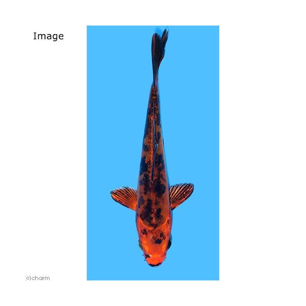 muryotassei_900_999　_aqua　熱帯魚・エビ他　金魚　錦鯉　日淡　日本産淡水魚　咲ひかり　咲ヒカリ　恋　三毛　緋鯉　真鯉　マゴイ　養鯉場　日本庭園　池　コイ　こい　nittan_nishikigoi　ベッコウ　べっ甲　赤...