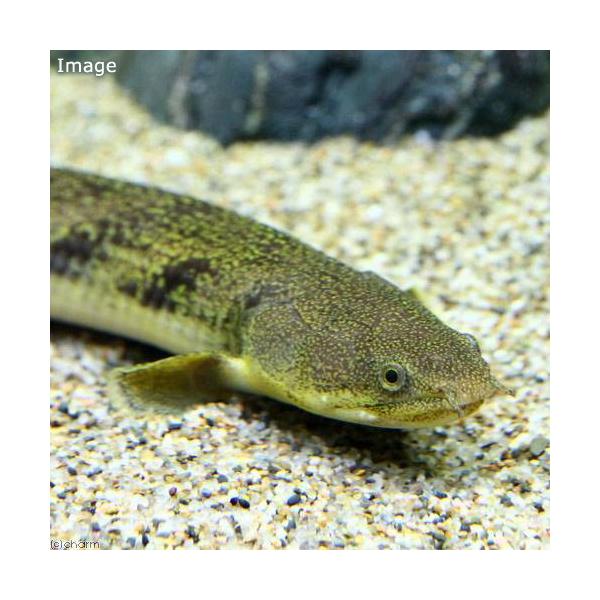 PF_SPQ　_aqua　sfset　古代・大型魚　ポリプテルス・パルマス・ブュティコフェリー　ワイルド　１匹　Ｐｏｌｙｐｔｅｒｕｓ　ｐａｌｍａｓ　ｂｕｅｔｔｉｋｏｆｅｒｉ　ｌｏｗｅｉ　ポリプテルスビュティコフェリー　ポリプテルスローウェイ...