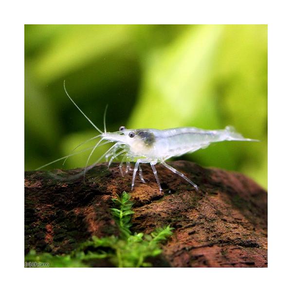 _aqua　熱帯魚・エビ他　ヌマエビ系　スノーホワイトシュリンプ　white_cherry　ビーシュリンプ・エビ　クリスタルシュリンプ　スノーボールシュリンプ　スノーパールシュリンプ　Ｎｅｏｃａｒｉｄｉｎａ　ｃｆ．ｚｈａｎｇｊｉａｊｉｅｎs...