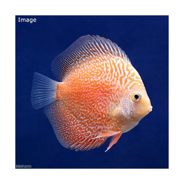 PF_SPQ　_aqua　fish_database　熱帯魚・エビ他　エンゼル・ディスカス　ディスカス　改良品種系　sサイズ　１匹　シムフィソドン　sｙｍｐｈｙsｏｄｏｎ　ａｅｑｕｉｆａsｃｉａｔａ　ルビースネークピジョン　ピジョンスネーク...