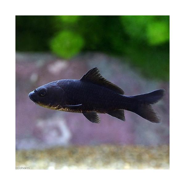 _aqua　熱帯魚・エビ他　金魚　和金（生体）　変わりもの金魚　nittan_kingyo_wakin　アイアンコメット　nittan_comet　コメット　淡水生体　錦鯉　カラス　まっ黒　fish_database　20190920　SS...