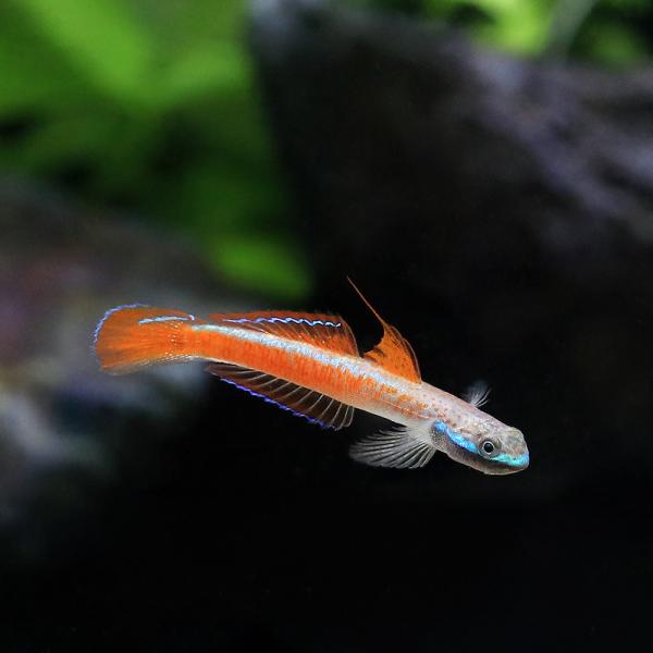 PF_SPQ　_aqua　sfset　熱帯魚・エビ他　その他の熱帯魚　ハゼ・ゴビーの仲間　スティフォドンアンニエアエ　ボウズハゼ　１匹　ハゼの仲間　beginerhp_gobee　淡水生体　Ｓｔｉｐｈｏｄｏｎ　ａｎｎｉｅａｅ　2016122...