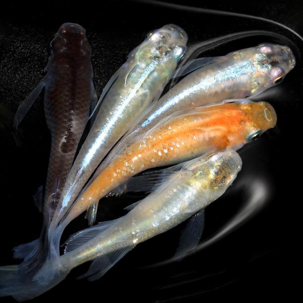 _aqua　HSOryzias　latipes　var.　熱帯魚　エビ他　日本産メダカ　メダカ　変わりメダカ　スワローメダカ　松井ヒレナガメダカ　マツイヒレナガ　天女の舞　テンニョノマイ　マツイヒレ長　nittan_medaka_miyuk...