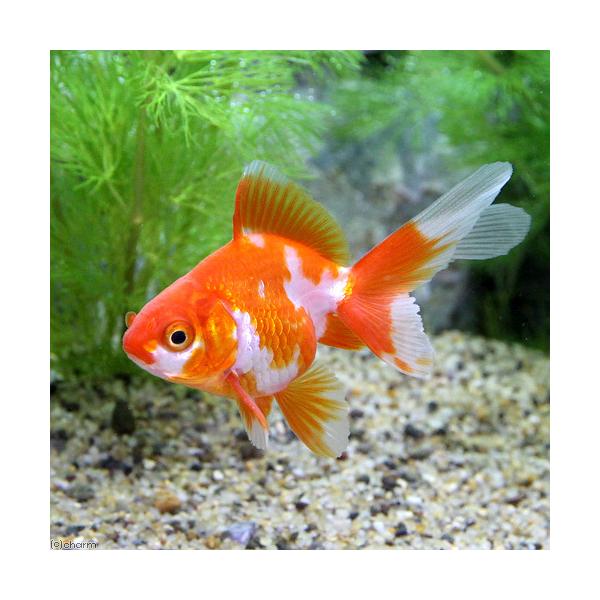 _aqua　琉金　生体　更紗琉金　金魚すくい用　更紗琉金単品　涼感金魚　可愛い金魚　nittan_kingyo_ryukin　国産更紗琉金　medakin_summer13　更紗小琉　nittan_ryukin　kaijyo　catalog...