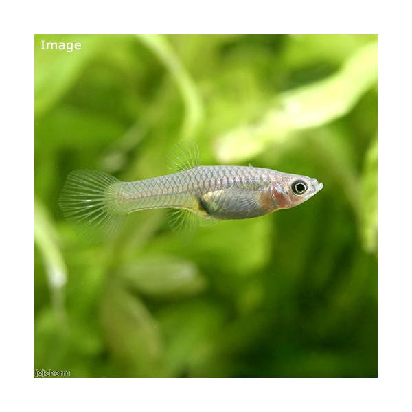 sfset　_aqua　熱帯魚・エビ他　グッピー　ワイルドフォーム系　エンドラーズグッピー　Ｐｏｅｃｉｌｉａ　ｒｅｔｉｃｕｌａｔａ　ｗｉｎｇｅｉ　ビギナーにオススメ　エンドラーズ・グッピー　メス　外国産　20200323　ＲＳ　586245...