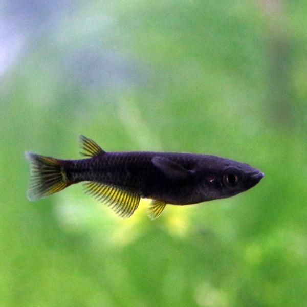 _aqua　aqua　nittan_medaka_kuro　Oryzias　latipes　var.　ビオトープにおすすめの生体　biotope　熱帯魚　エビ他　日本産メダカ　クロ透明鱗　黒透明鱗　黒トウメイリン　ブラックスケルトン　透明鱗...