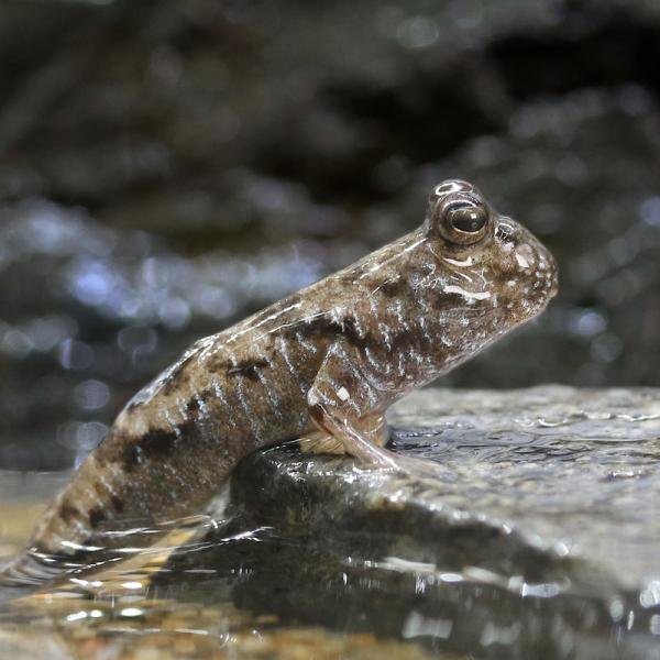 PF_SPQ　_aqua　熱帯魚・エビ他　その他の熱帯魚　ハゼ・ゴビーの仲間　インドネシアマッドスキッパー　１匹　fish_database　ハゼの仲間　トビハゼ　MS0106　top_fish1031　top_fish0501  RH  ...