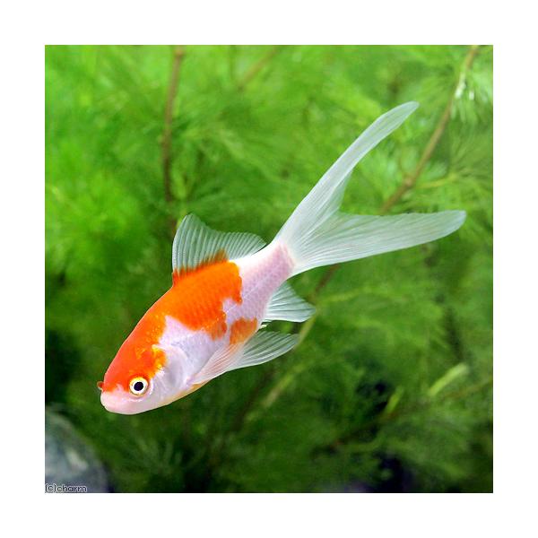 _aqua　熱帯魚・エビ他　金魚　和金　国産コメット　赤系金魚　nittan_kingyo_wakin　nittan_comet　kin_kng1402　shoka140602　kin0602　X18w0vT_mdk　X1w8_hOmSxu...