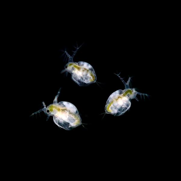 _hachu　_aqua　生き餌　生体　_kame　fry_bait　熱帯魚・エビ他　貝　新仔　種類で選ぶ　自由研究　タマミジンコ　Moina　macrocarpa　mijinnko_mix　活き餌　活餌　活きエサ　fishbabyfood...