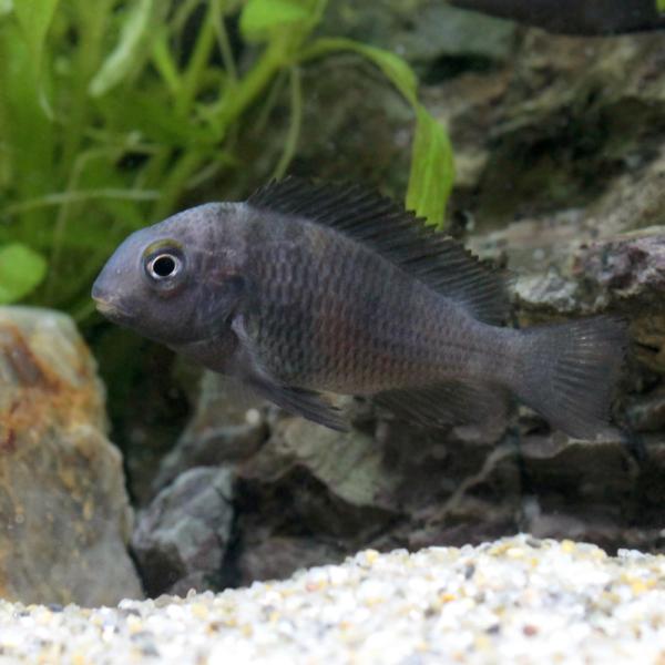 PF_SPQ　fish_database　熱帯魚・エビ他　シクリッド　種類で選ぶ　アフリカンシクリッド　トロフェウス・モーリー　１匹　アフリカ産　タンガニーカ湖産　タンガニィカ湖産　Ｔｒｏｐｈｅｕｓ　ｓｐ．　ｂｕｌｕ　ｐｏｉｎｔ　cichl...