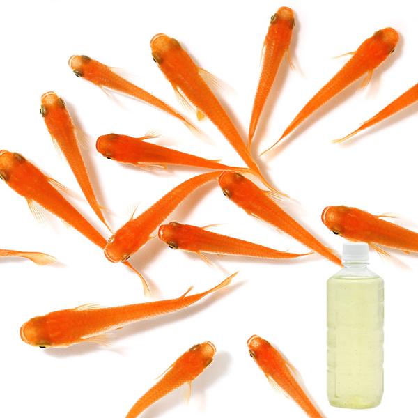 Ｏｒｙｚｉａｓ　ｌａｔｉｐｅｓ　ｖａｒ．　熱帯魚　エビ他　日本産メダカ　nittan_medaka_youkihi　メダカ楊貴妃　生餌　生き餌　生体　_kame　fry_bait　新仔　自由研究　たまみじんこ　みじんこ　Ｍｏｉｎａ　ｍａｃｒ...