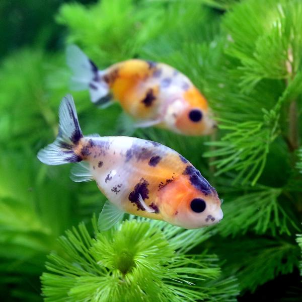 （金魚）江戸錦　当歳（中国産）（１匹）　北海道・九州航空便要保温　kaijyo